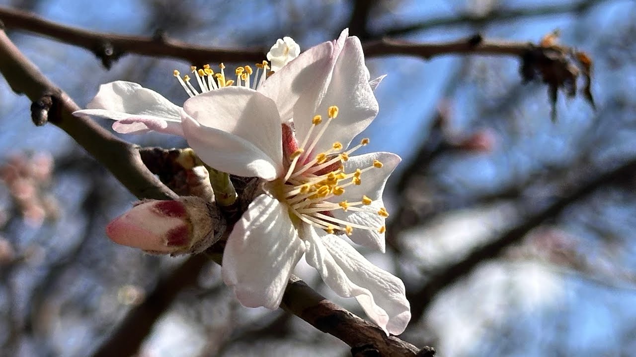 کوردستان جێگەمی جێی هەزار ساڵەم - YouTube