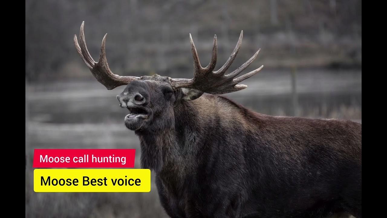moose call sound/moose call hunting/moose best call sound/moose calling ...