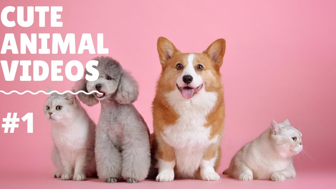 Cute animal videos Compilation cute animal moments - Moments #1 - YouTube