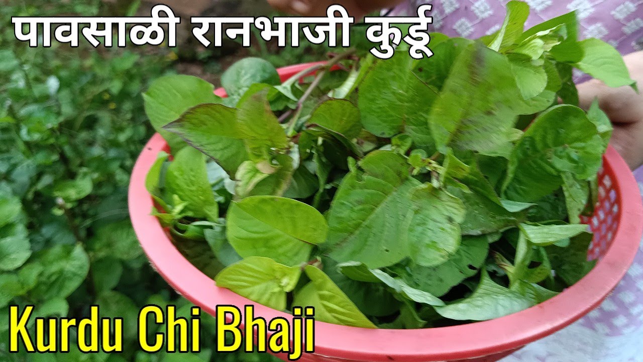 Kurdu Chi Bhaji | भरपूर औषधी गुणांनी भरलेली पावसाळी रानभाजी कुर्डू ...