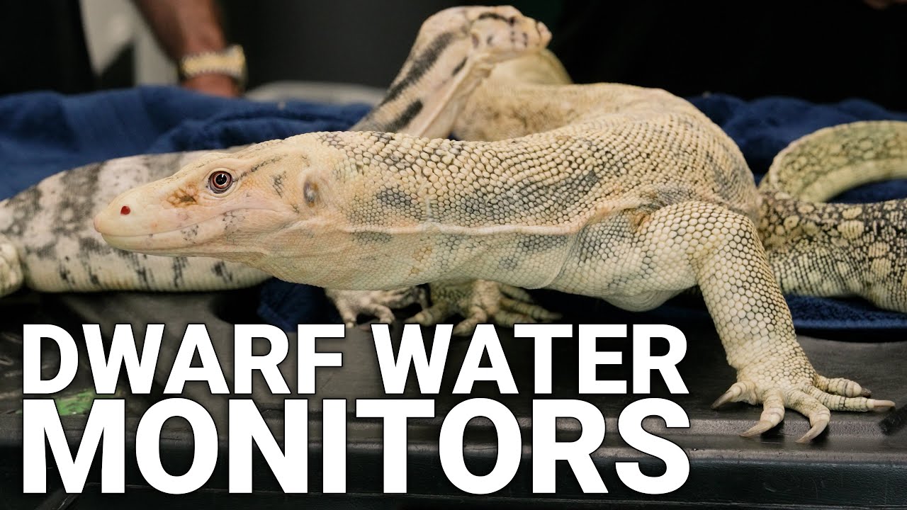 World’s Smallest Water Monitors? Kevin McCurley’s Next-Level Breeding ...
