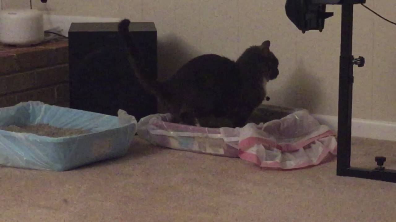 Bunny the Munchkin Cat had Explosive Diarrhea - YouTube