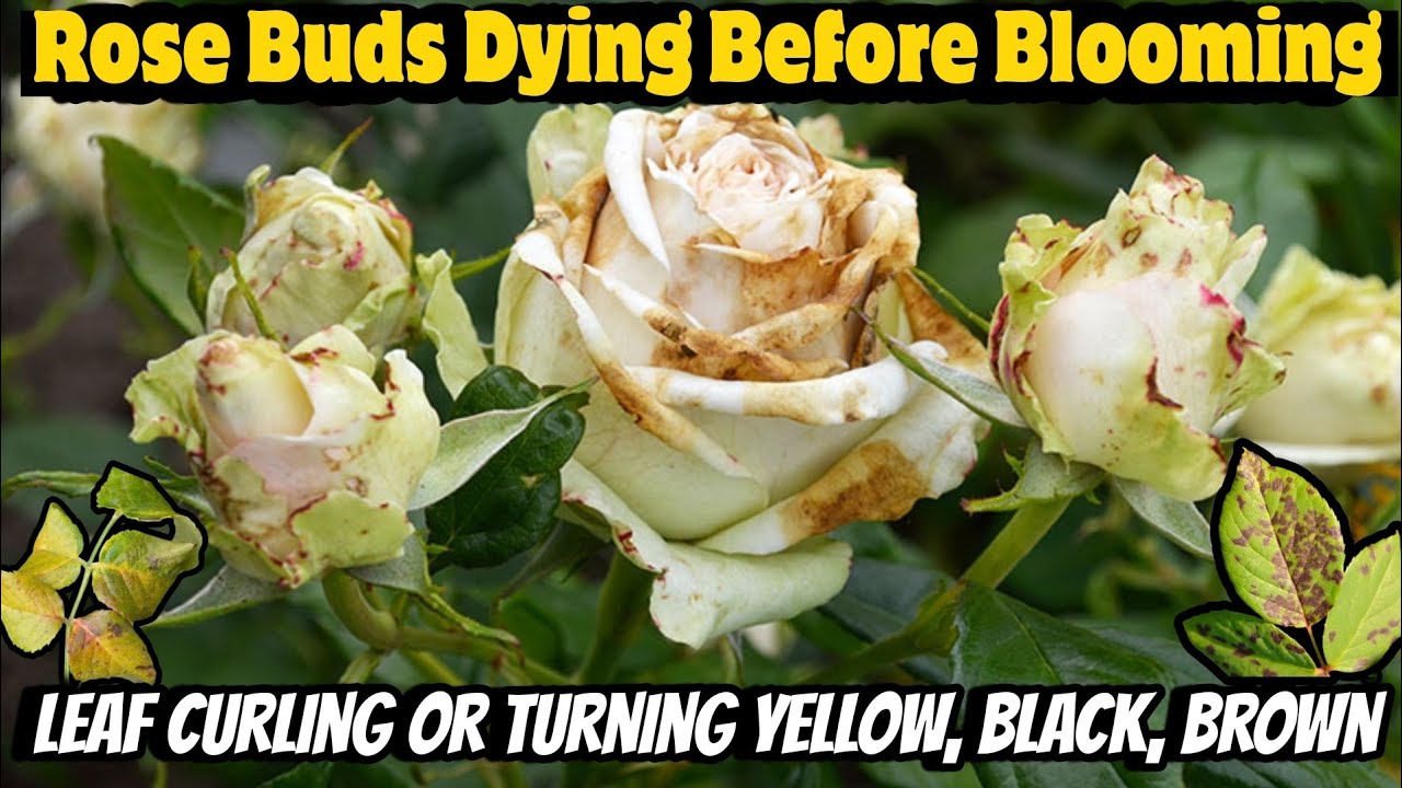 Fixing Common Rose Problems🌹🌿 | Easy Rose Care Tips | Rose Plant ...