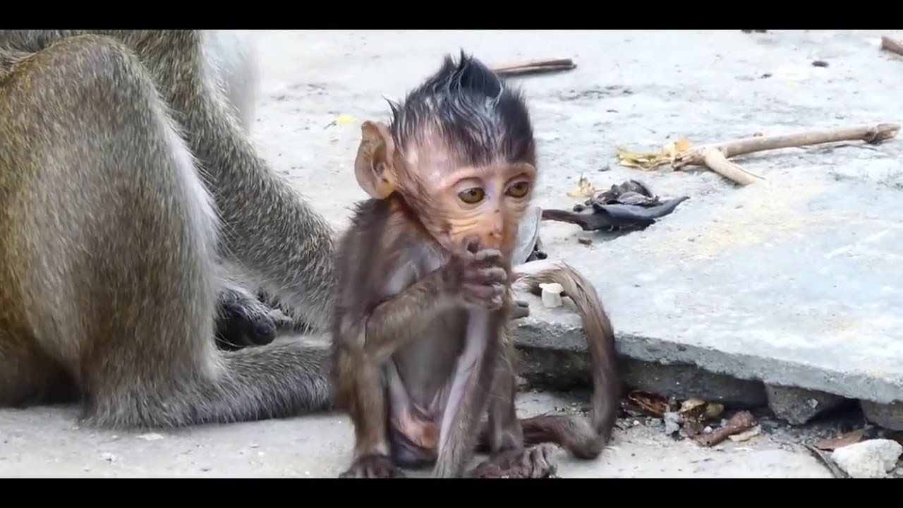 Pity tiny baby Heidi pigtail monkey want nurse she love baby so much ...