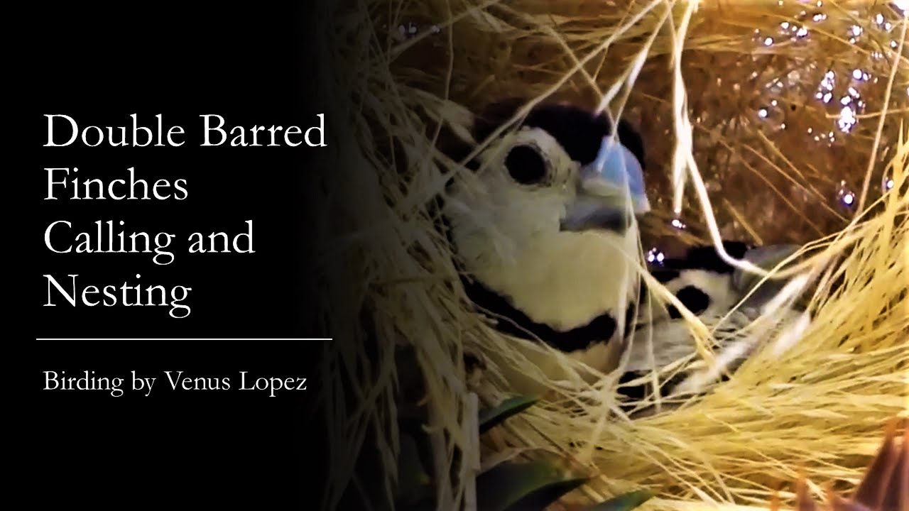 🇦🇺🐦Best Video Close Up! Double Barred/Owl Finch Calling and Nesting | Best Birding by Venus ...