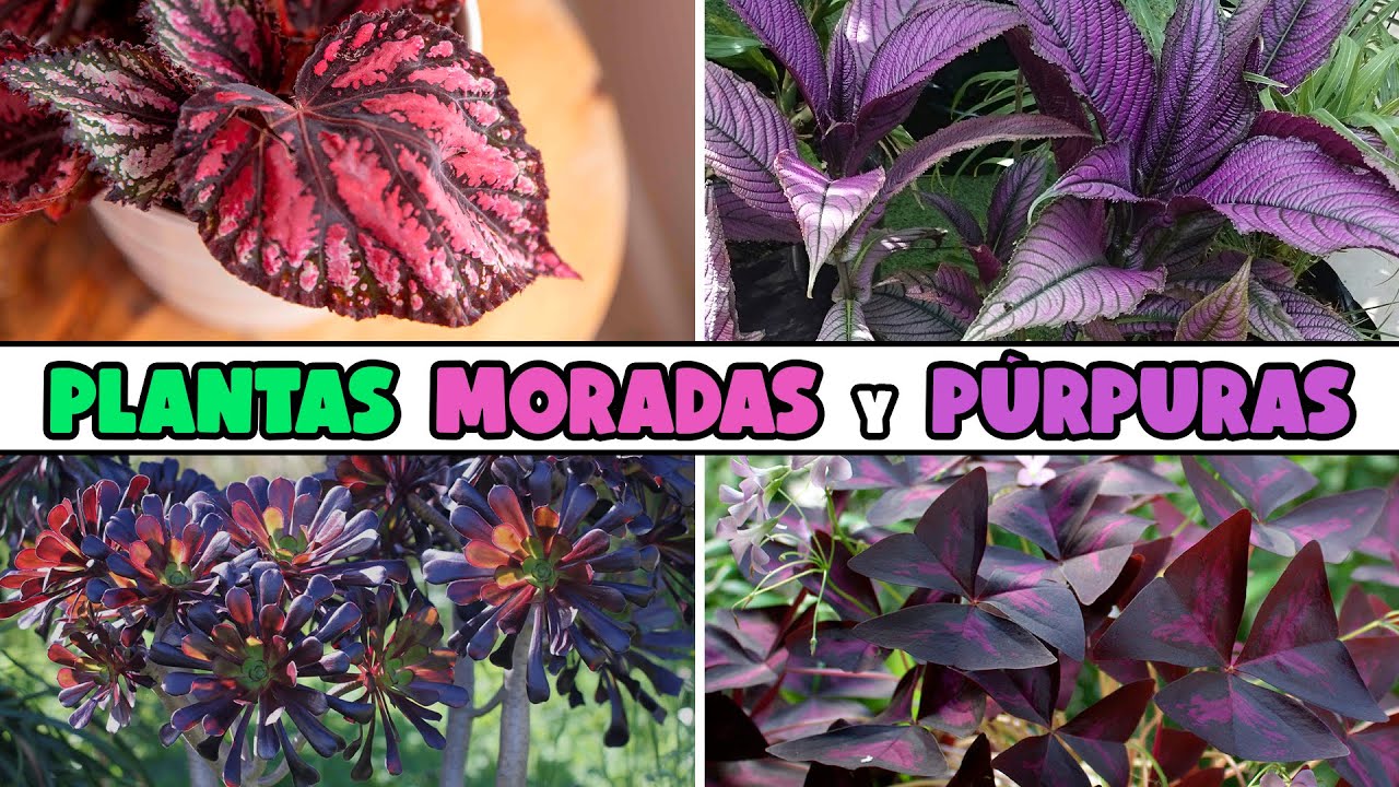10 PLANTAS con HOJAS MORADAS y PÚRPURAS - YouTube