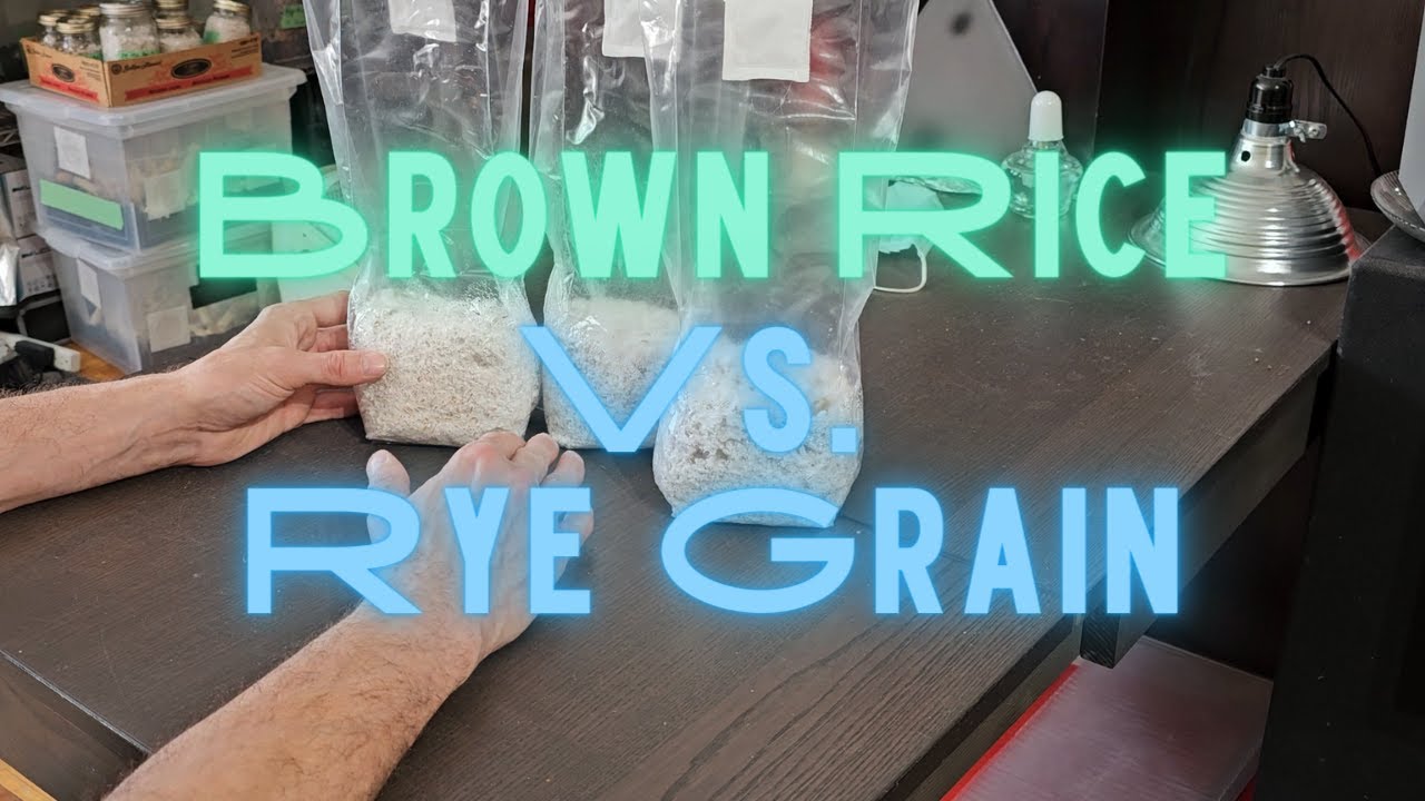 Is Rye Grain better than Brown Rice for Grain Spawn #grainspawn # ...