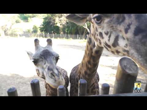 Giraffe Deck at the Santa Barbara Zoo