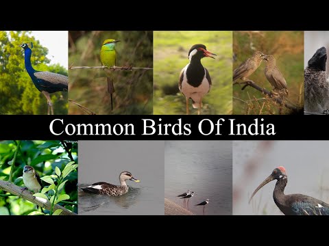 Common Birds Of India