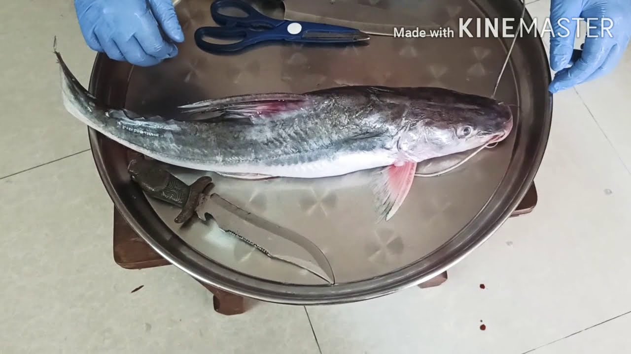 The proper steps to cut Ayer fish by Mamun Khan - YouTube