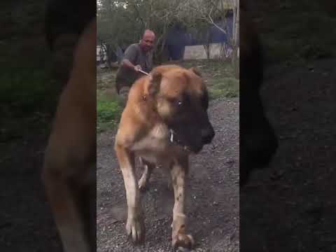 Tiktok taki popüler kangal videoları