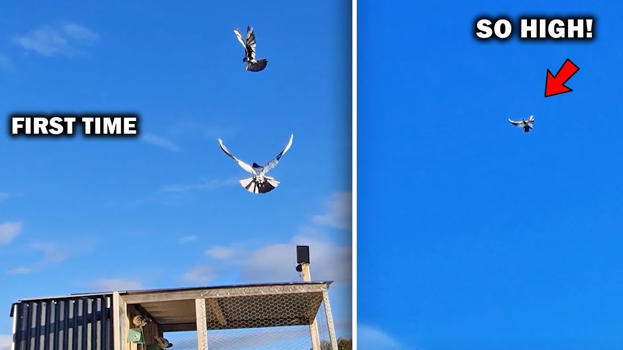 FIRST TIME Flying High Flyers - YouTube