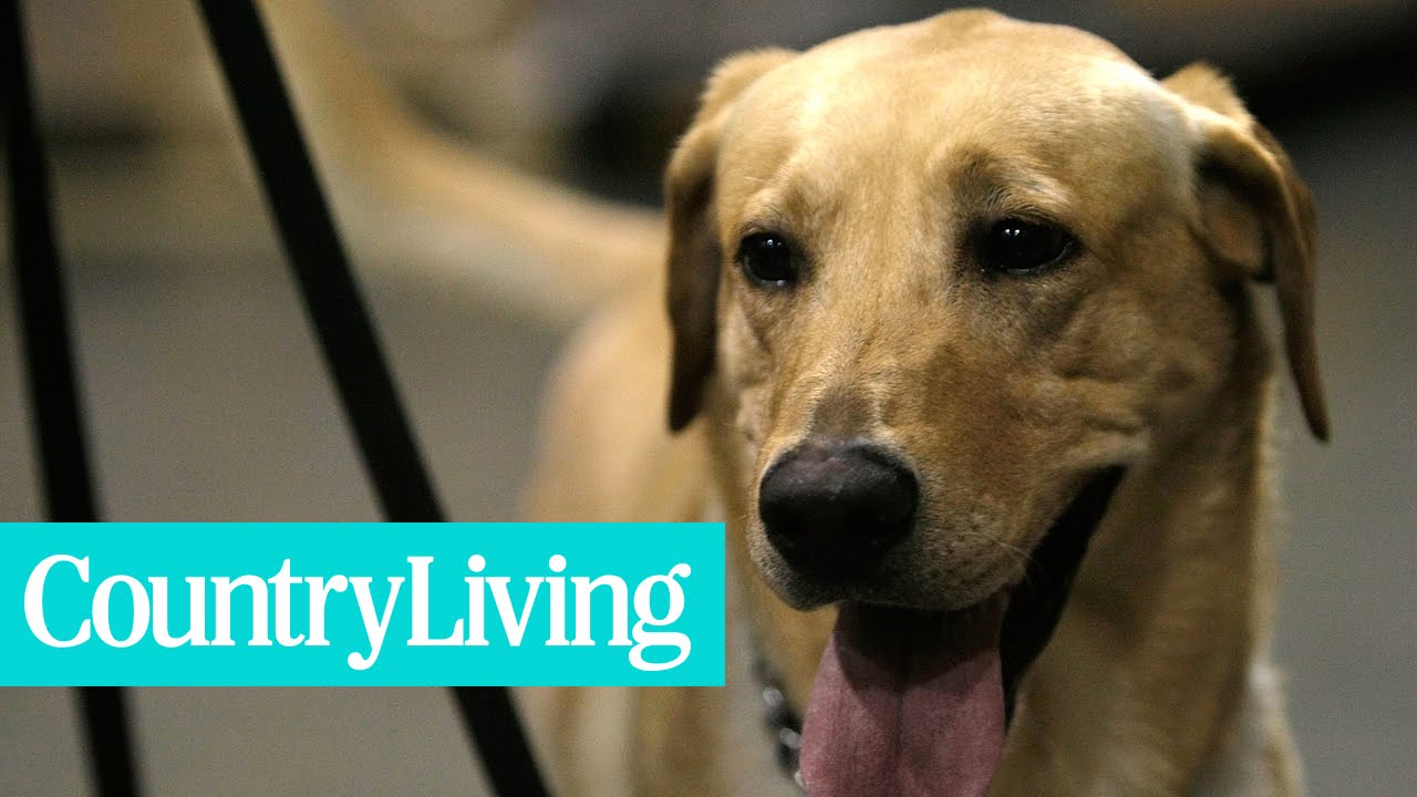 The TSA Wants You to Adopt Dogs That Flunked Out of Training | Country ...