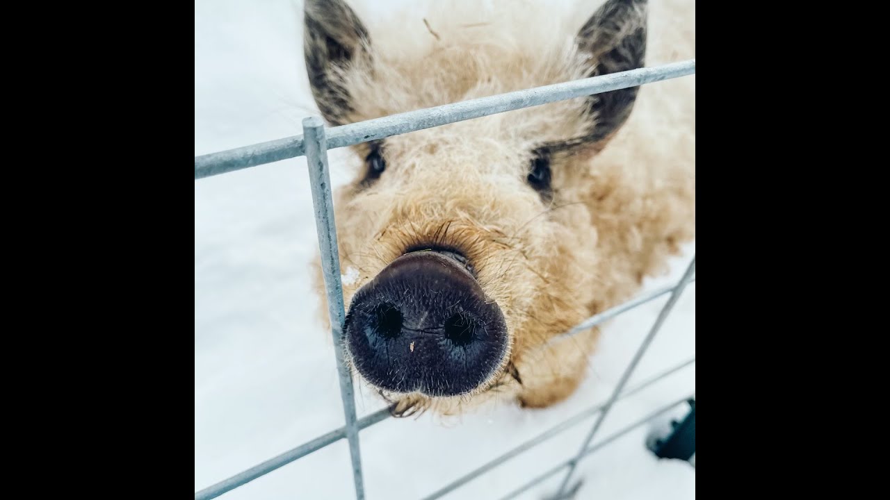 Kunekune and Mangalica pigs in Alaska. - YouTube