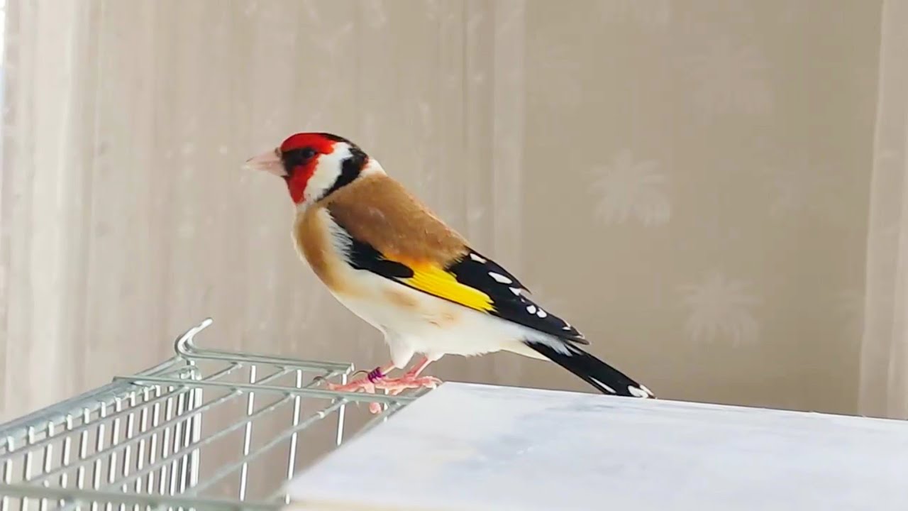 Beautiful and varied scenes of the goldfinch, do not miss it - YouTube