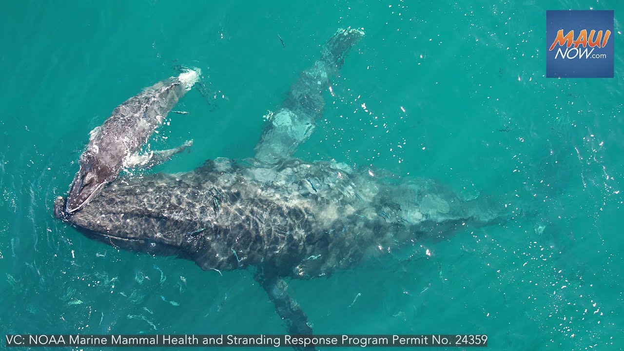 Whale calf injury was likely caused by vessel strike - YouTube