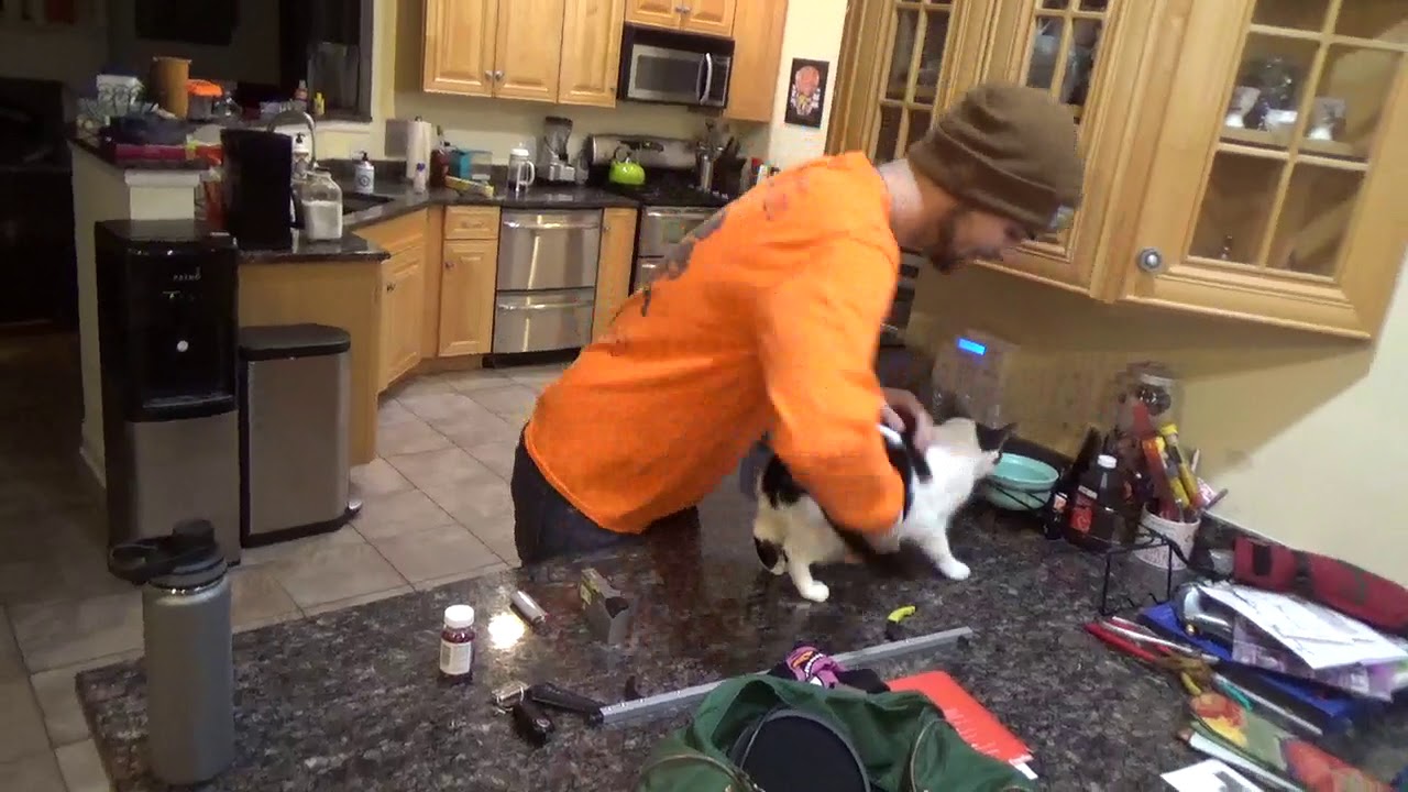 cat stacks - YouTube