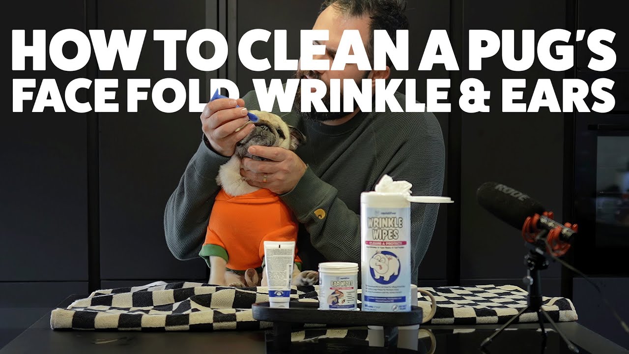 How to clean a Pugs wrinkle and ears - YouTube