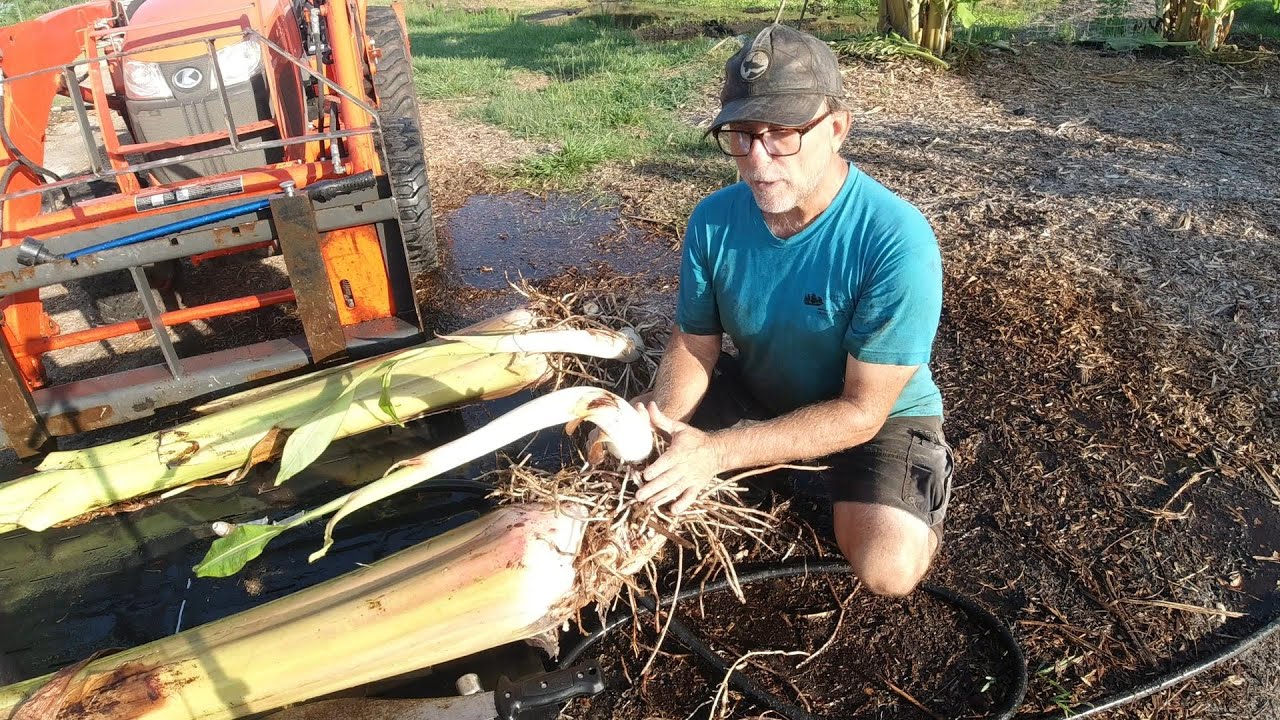 Separating Multiple Ice Cream Banana Plants, then planting and potting ...