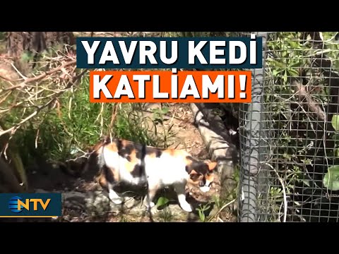 Bursa'da Vahşet: 8 Yavru Kedi Kesici Aletle Öldürüldü! | NTV