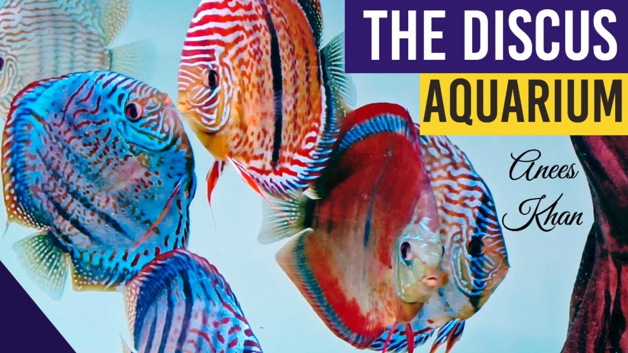 10 months without water change | Discus fish aquarium | Anees Khan ...