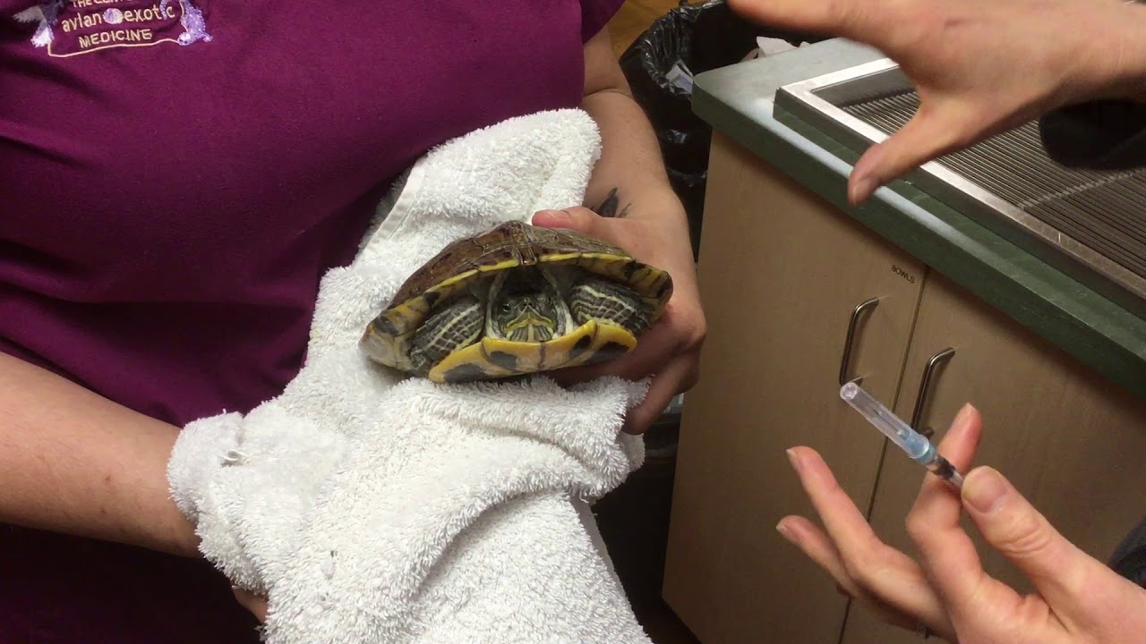 Administering an intramuscular injection to a tortoise - YouTube
