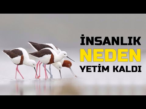 İnsanlık Neden Yetim Kaldı - Allah Aşkına Giden Yol