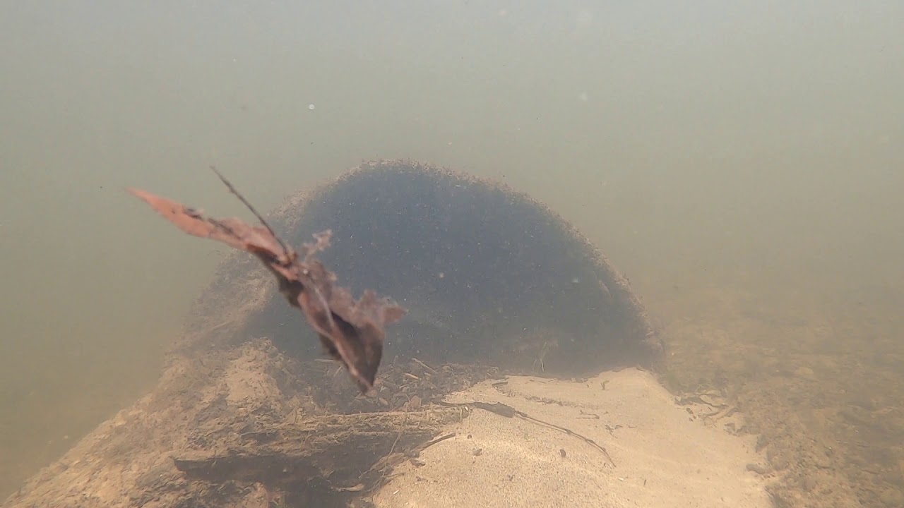 Channel Cats - YouTube