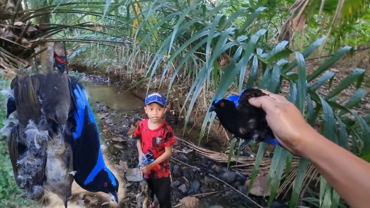 Menjerat burung mandi sungai ( Empulut ) - YouTube