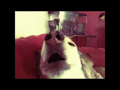 autotune-dog v2 - YouTube