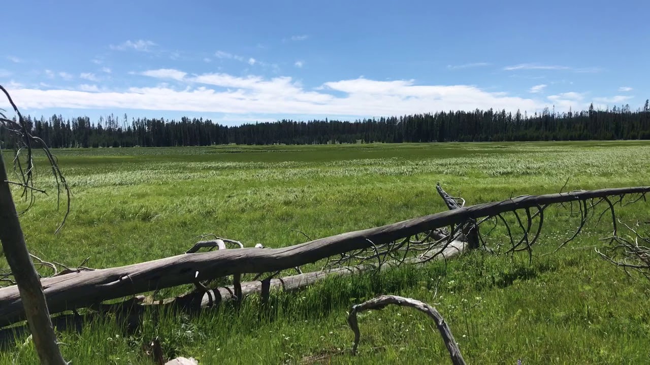 Lake Riddle Yellowstone National Park. The meadow - YouTube