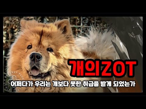 남자들은 어쩌다 개의ZOT이 되었나... - YouTube