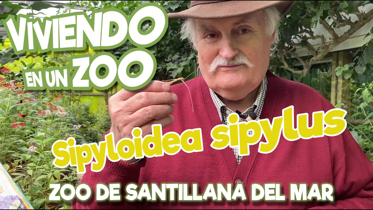 Sipyloidea sipylus - YouTube