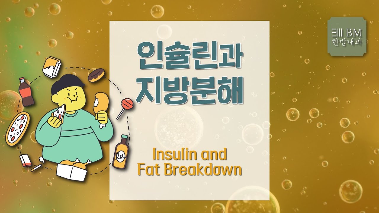 [제467회][2022.10.21.] 인슐린과 지방 분해 Insulin and Fat Breakdown [비엠한방내과 ...
