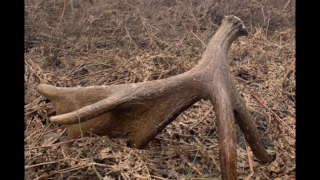 Finding Minnesota moose shed antlers | Joe Shead Outdoors - YouTube