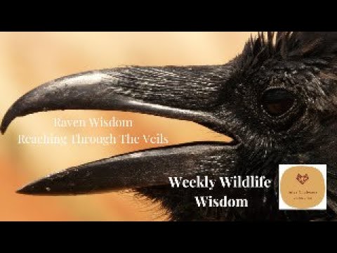 Raven Wisdom - Reaching Through The Veils - YouTube