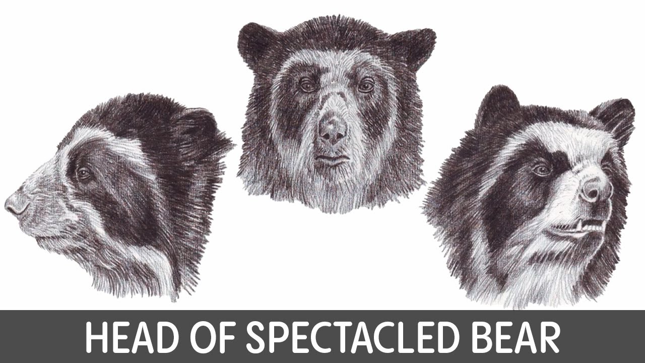 Spectacled Bear Drawing