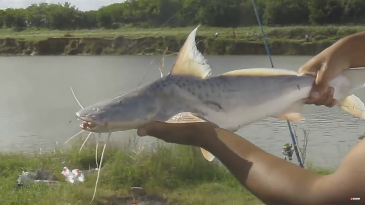 Pesca de Pati en el Río salado Canal 15 La Cascada - YouTube