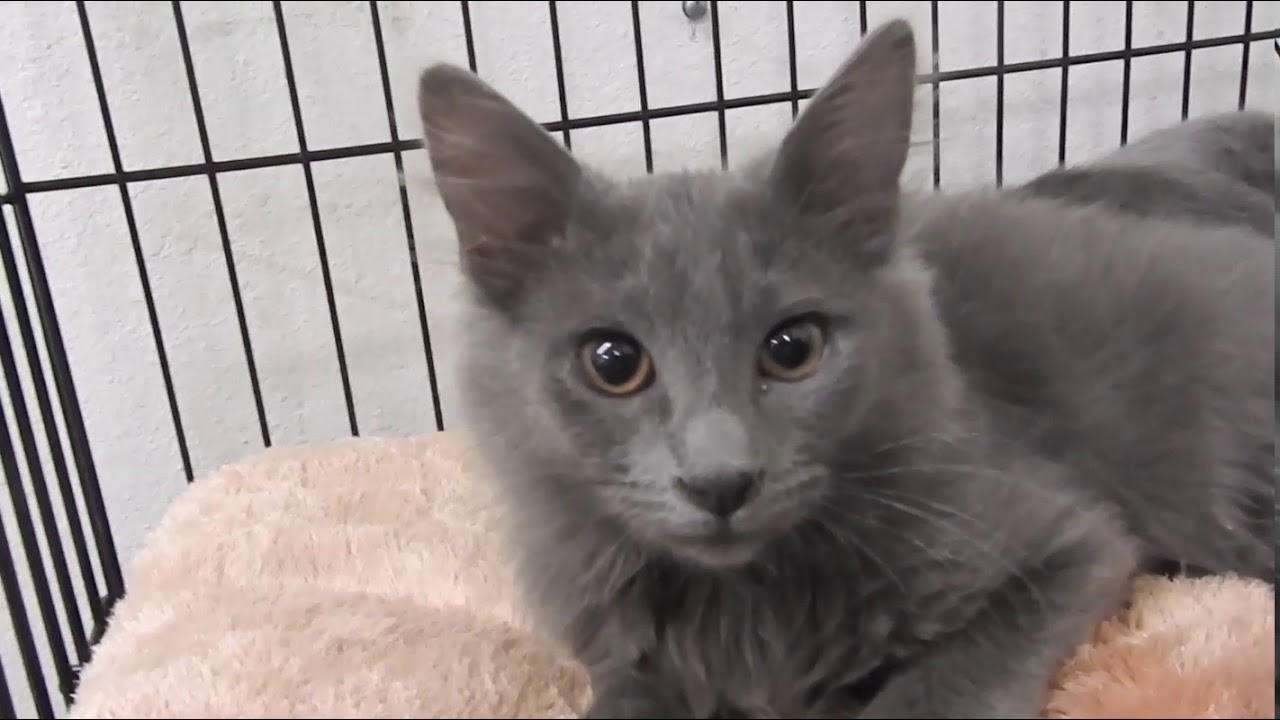 Archangel Russian Blue kittens… and "other things" - YouTube