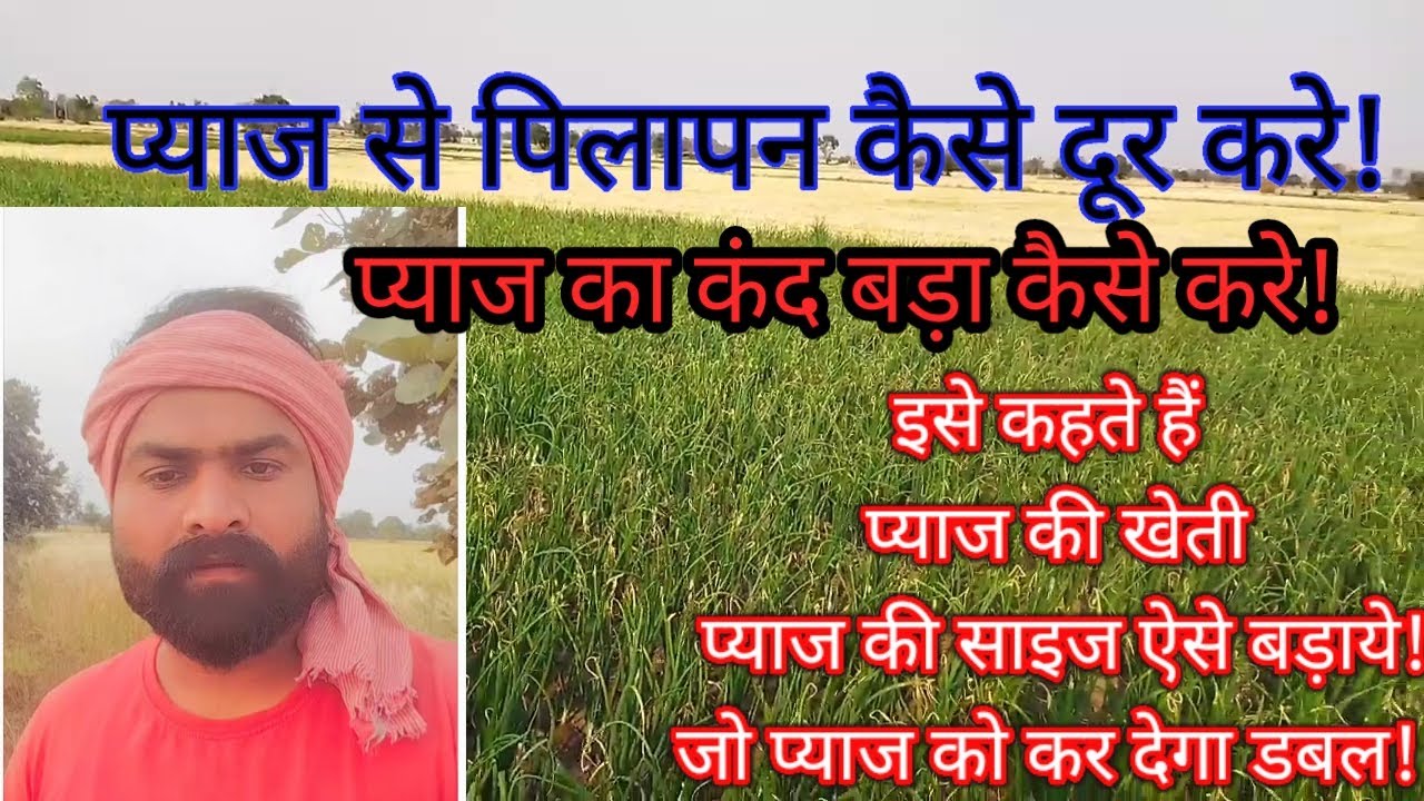 pyaj ka kand mota kese kare! pyaj se pilapan kese hataye! Pyaj me ...