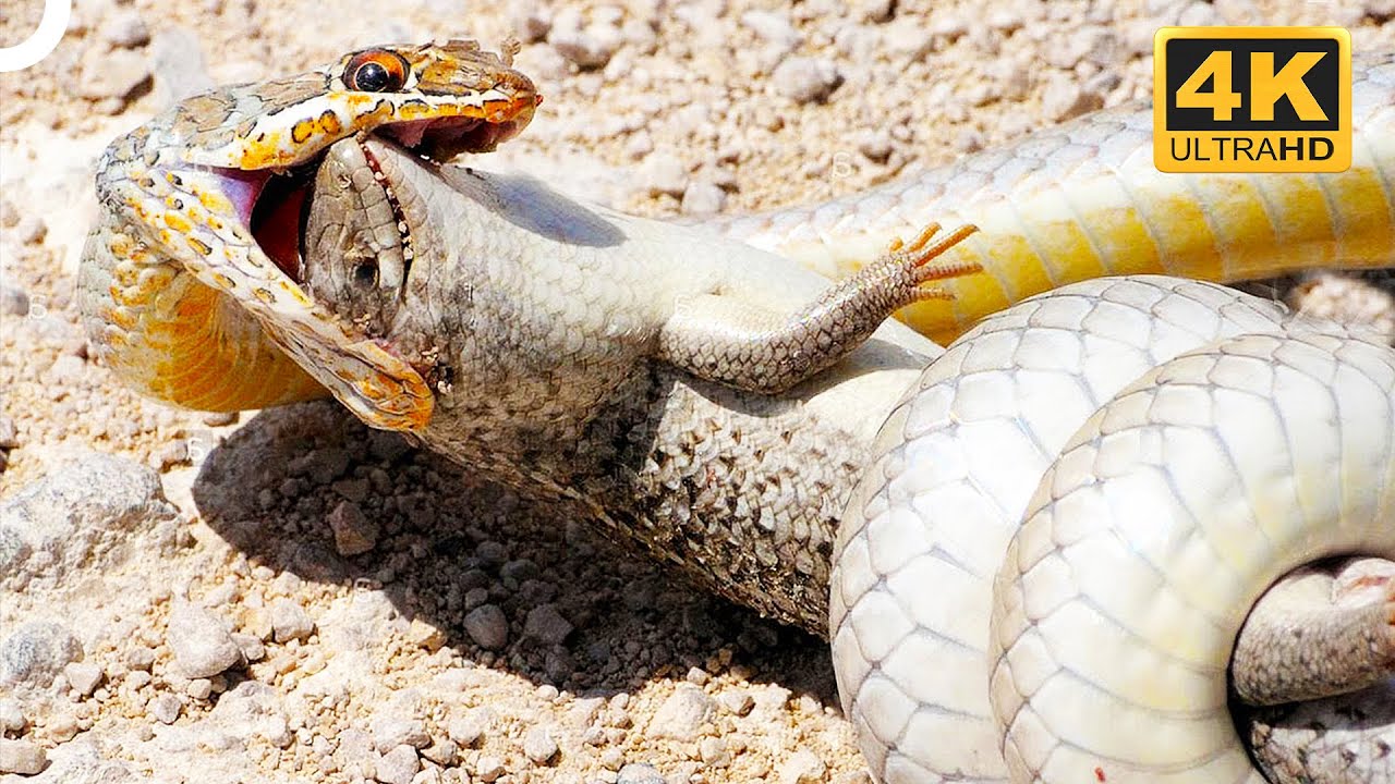 Death Adder Snake's Surprise Attack On A Lizard! | 4K Animal ...