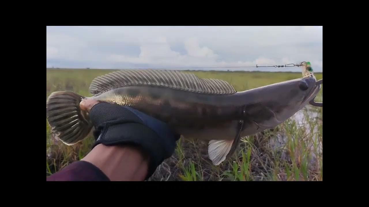 casting gabus toman penghuni rumput rawa#gabus rawa hitam#mancing ikan gabus#mancing monster ...