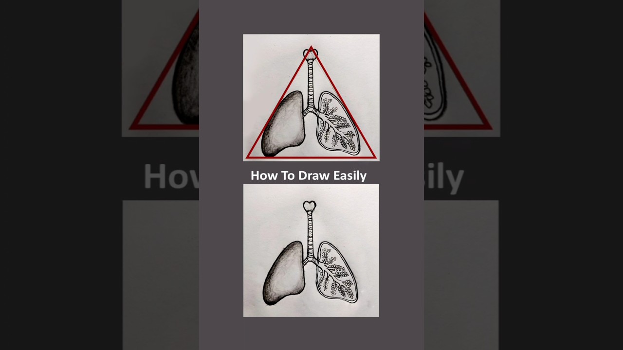 How to draw human lungs step by step so easy/Human Lungs drawing easily ...