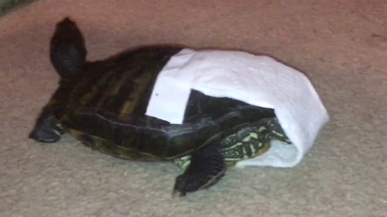 Turtle Diaper. & Growth of Female Terrapin. Grew 5.1" to 9 Inches Long ...