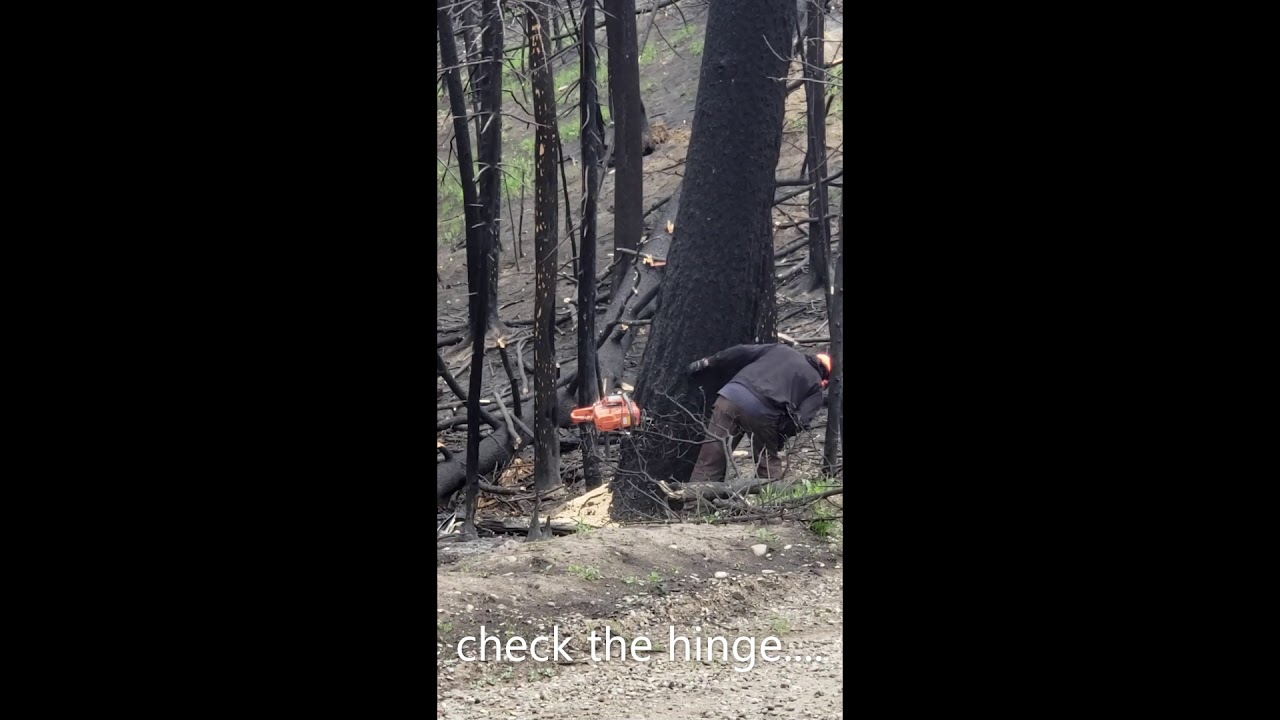 Roosevelt fire snag part 3, falling hard leaners - YouTube
