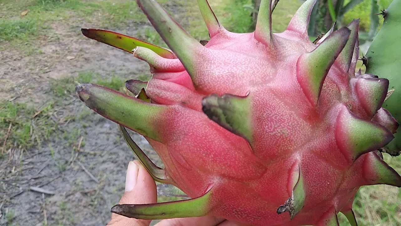 Pitaya Variedade - YouTube