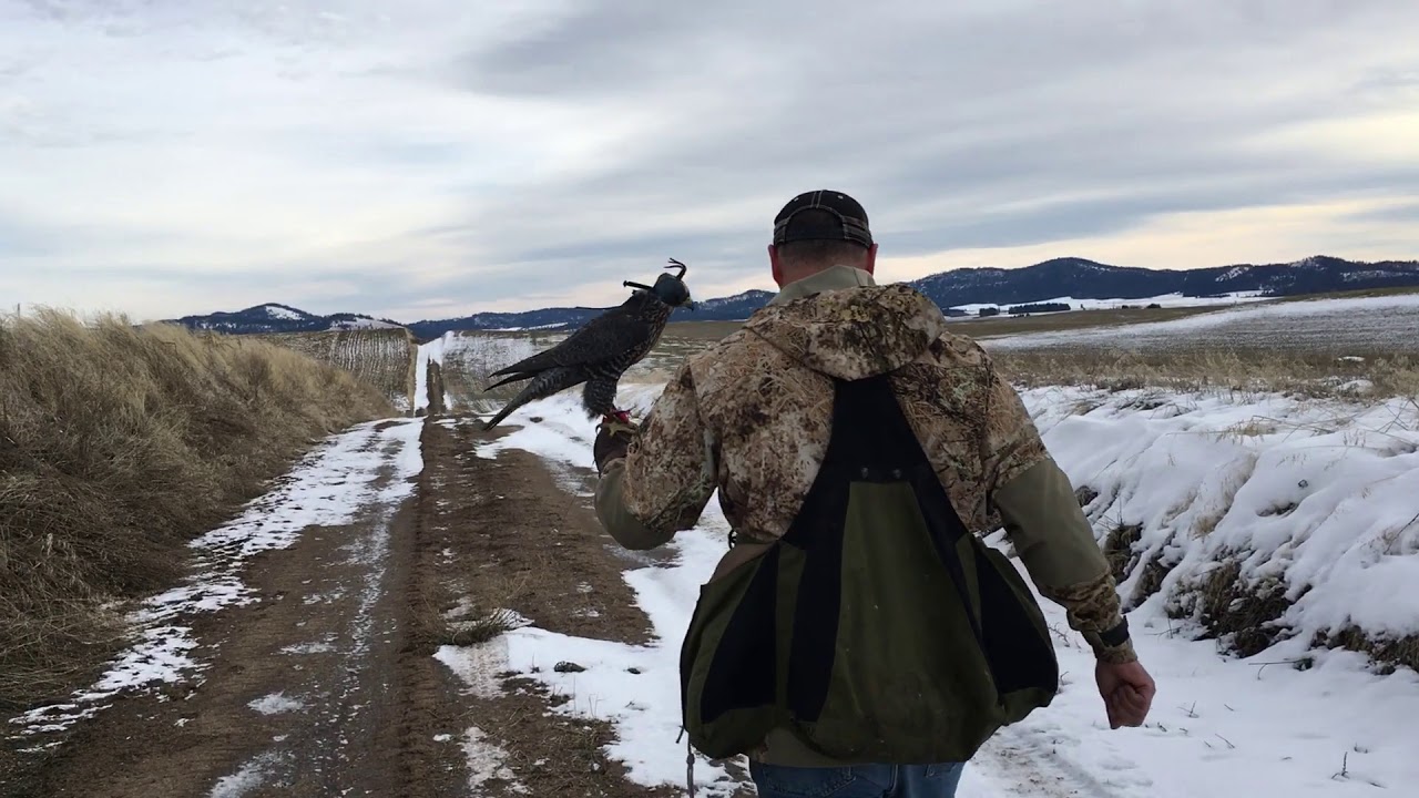 Hallux GPS Falcon Tracking Device - YouTube