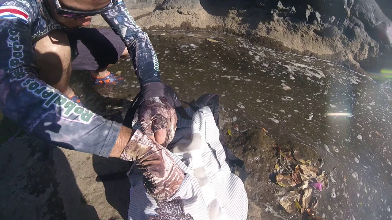 Pesca de guapote azul.. 05-01-2019 José Ramos - YouTube