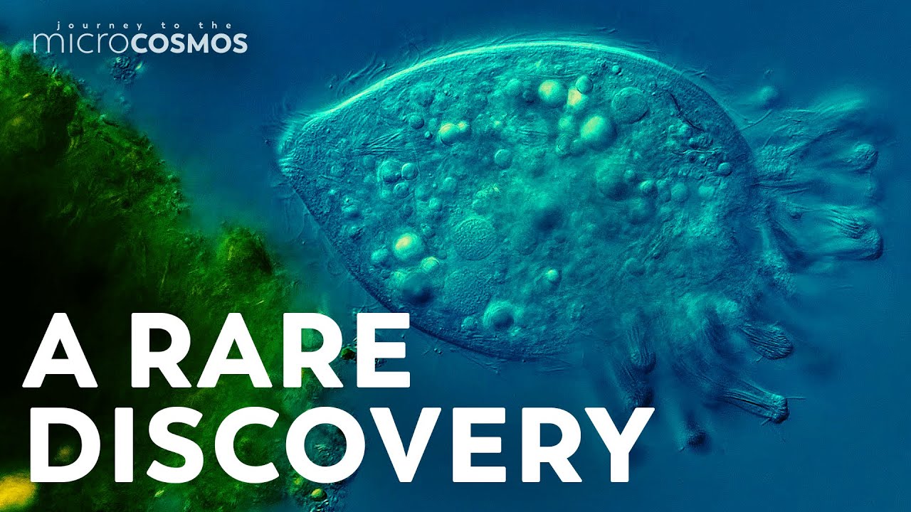 This Extremely Rare Ciliate Has Only Been Seen Four Times - YouTube