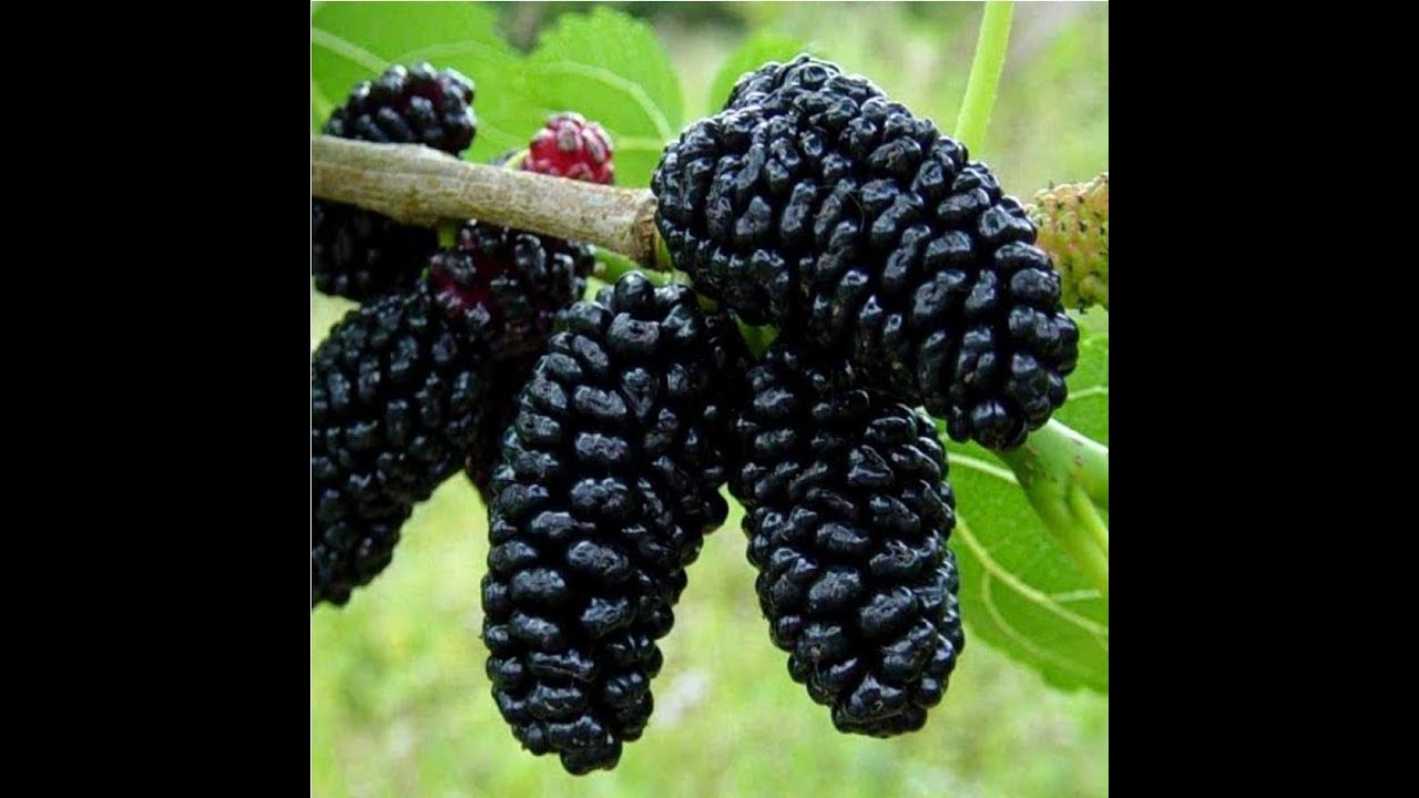 Amora Gigante em vaso - YouTube